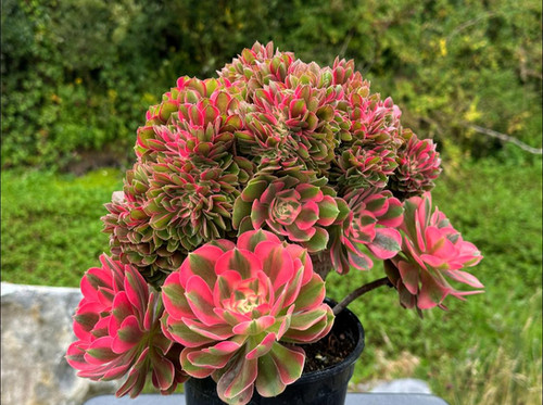 AEONIUM-UNIQUE 50-PRINCESS VARIEGATED CRESTED | Succulent Heaven