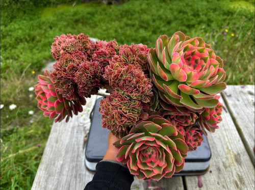 AEONIUM-UNIQUE 47-PRINCESS VARIEGATED CRESTED | Succulent Heaven