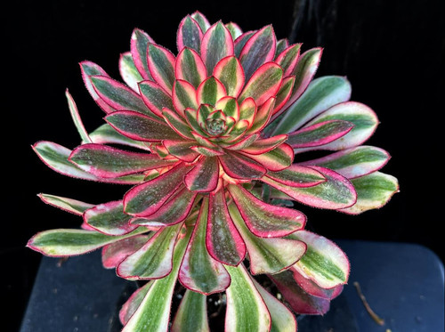 AEONIUM-CHANEL VARIEGATED-S | Succulent Heaven