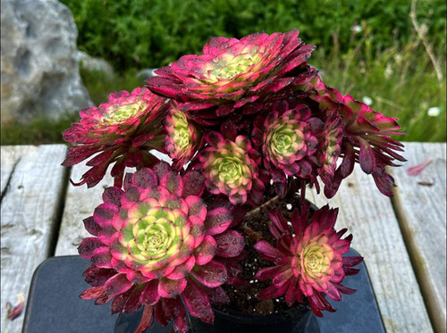 AEONIUM-UNIQUE 4-BLUEBIRD VARIEGATED | Succulent Heaven
