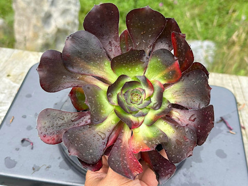 AEONIUM-UNIQUE 1-VOODOO RAINBOW VARIEGATED | Succulent Heaven