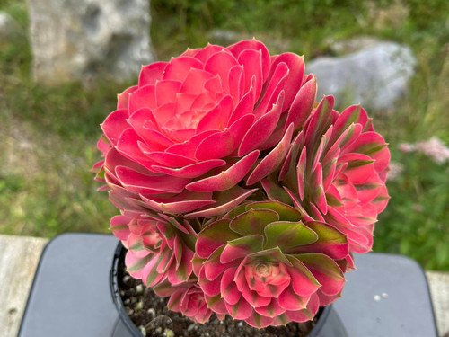 AEONIUM-UNIQUE 49-PRINCESS VARIEGATED | Succulent Heaven