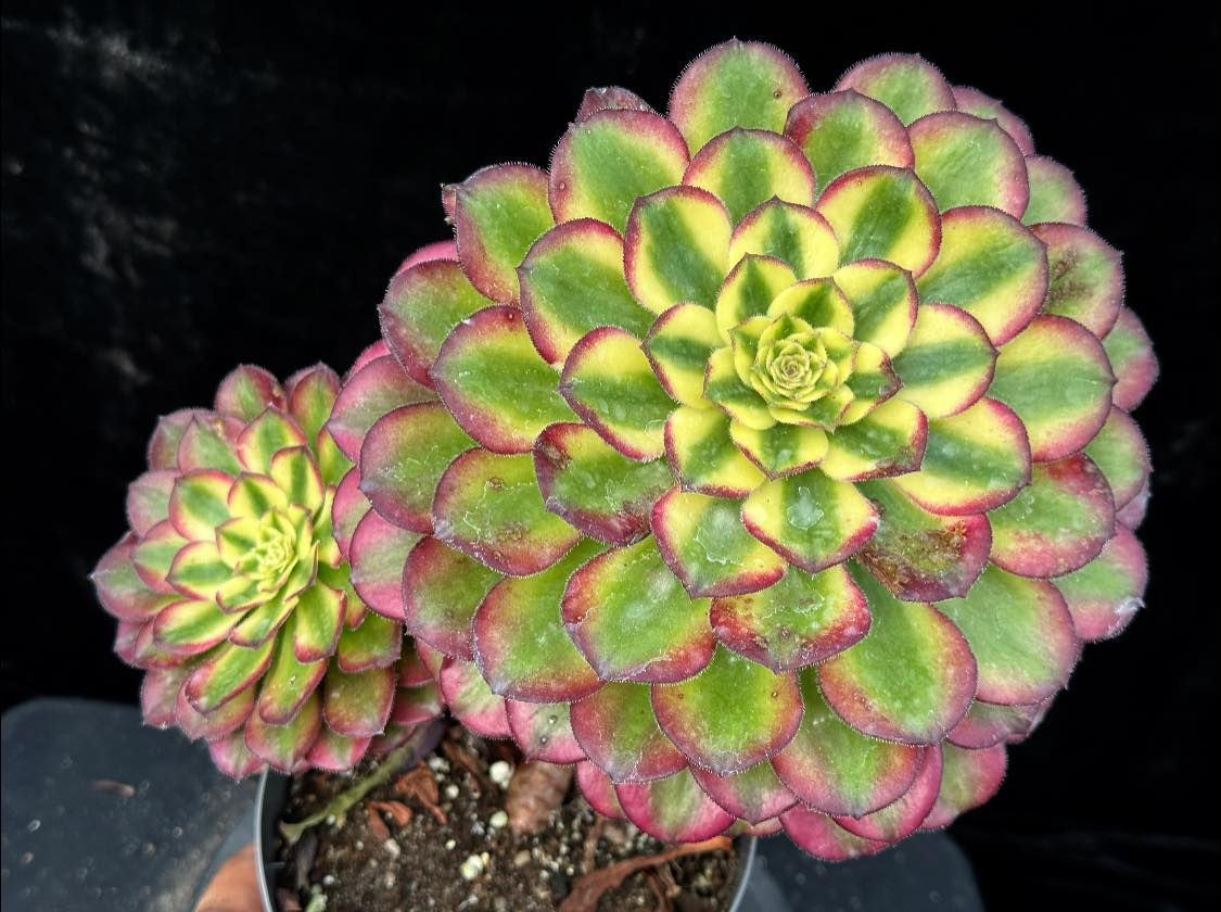 2 ON SALE-AEONIUM-UNIQUE 13-BLUEBIRD VARIEGATED | Succulent Heaven