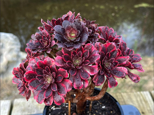 UNIQUE 3-MONA LISA VARIEGATED | Succulent Heaven