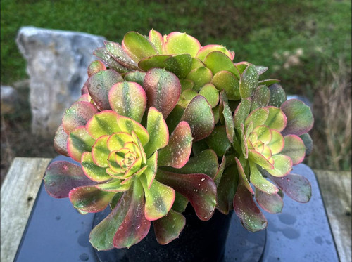 AEONIUM-UNIQUE 17-ATHENA VARIEGATED | Succulent Heaven
