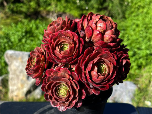AEONIUM-UNIQUE 4-LINLANG VARIEGATE | Succulent Heaven
