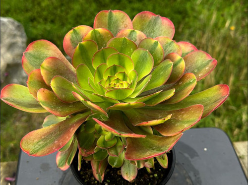 AEONIUM-ATHENA VARIEGATED-S | Succulent Heaven