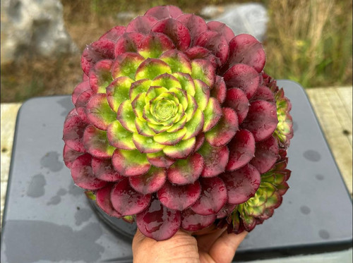 AEONIUM-UNIQUE 7-BLUEBIRD VARIEGATED | Succulent Heaven