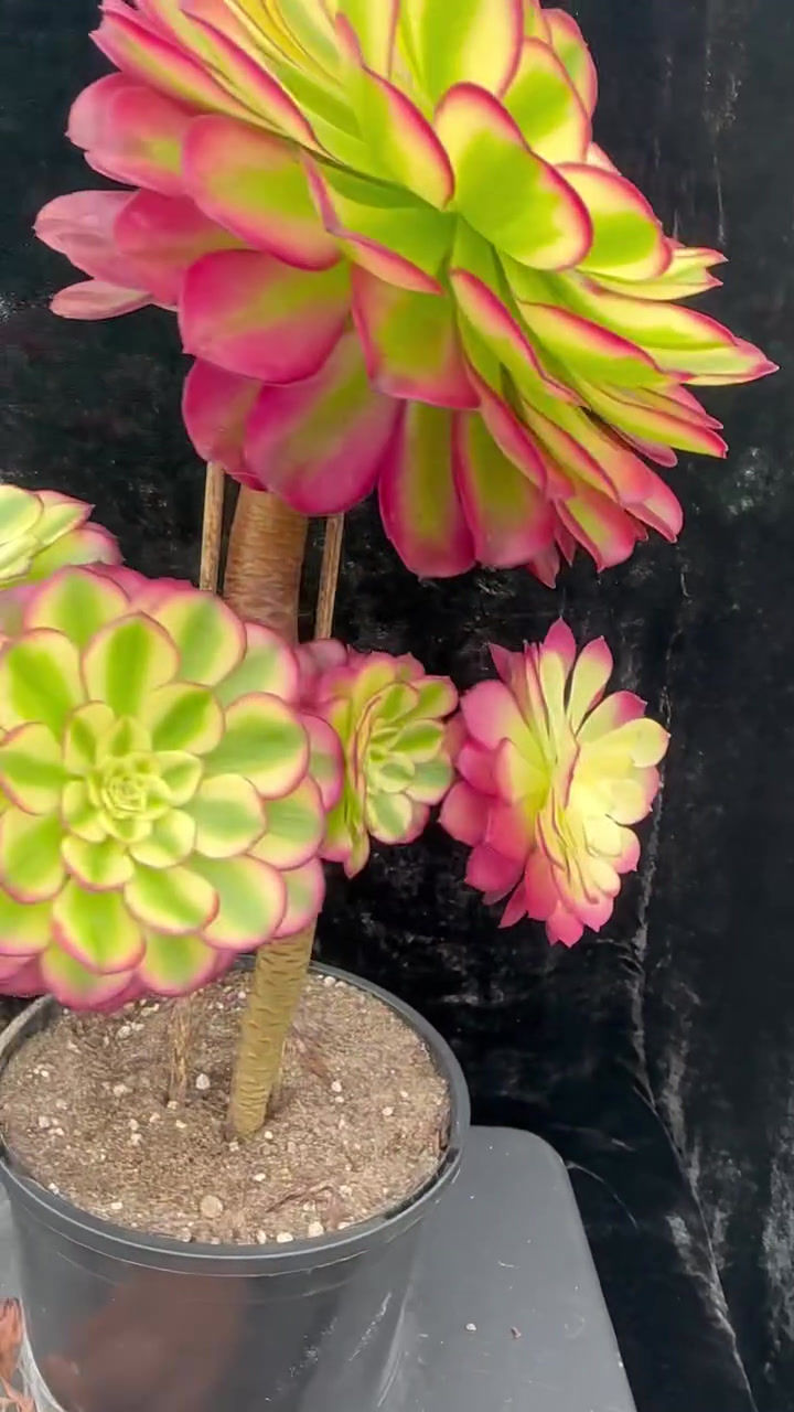 1 ON SALE-AEONIUM-UNIQUE 10-BLUEBIRD VARIEGATED | Succulent Heaven