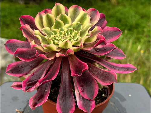 AEONIUM-POISON VARIEGATED-S | Succulent Heaven