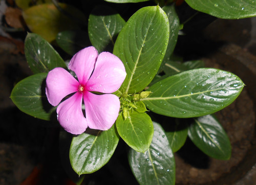 Periwinkle (Vinca) | hedges-ag-service