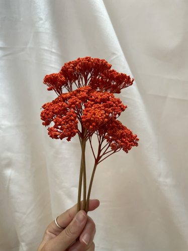 אכילאה אדומה | Kimaya Flowers