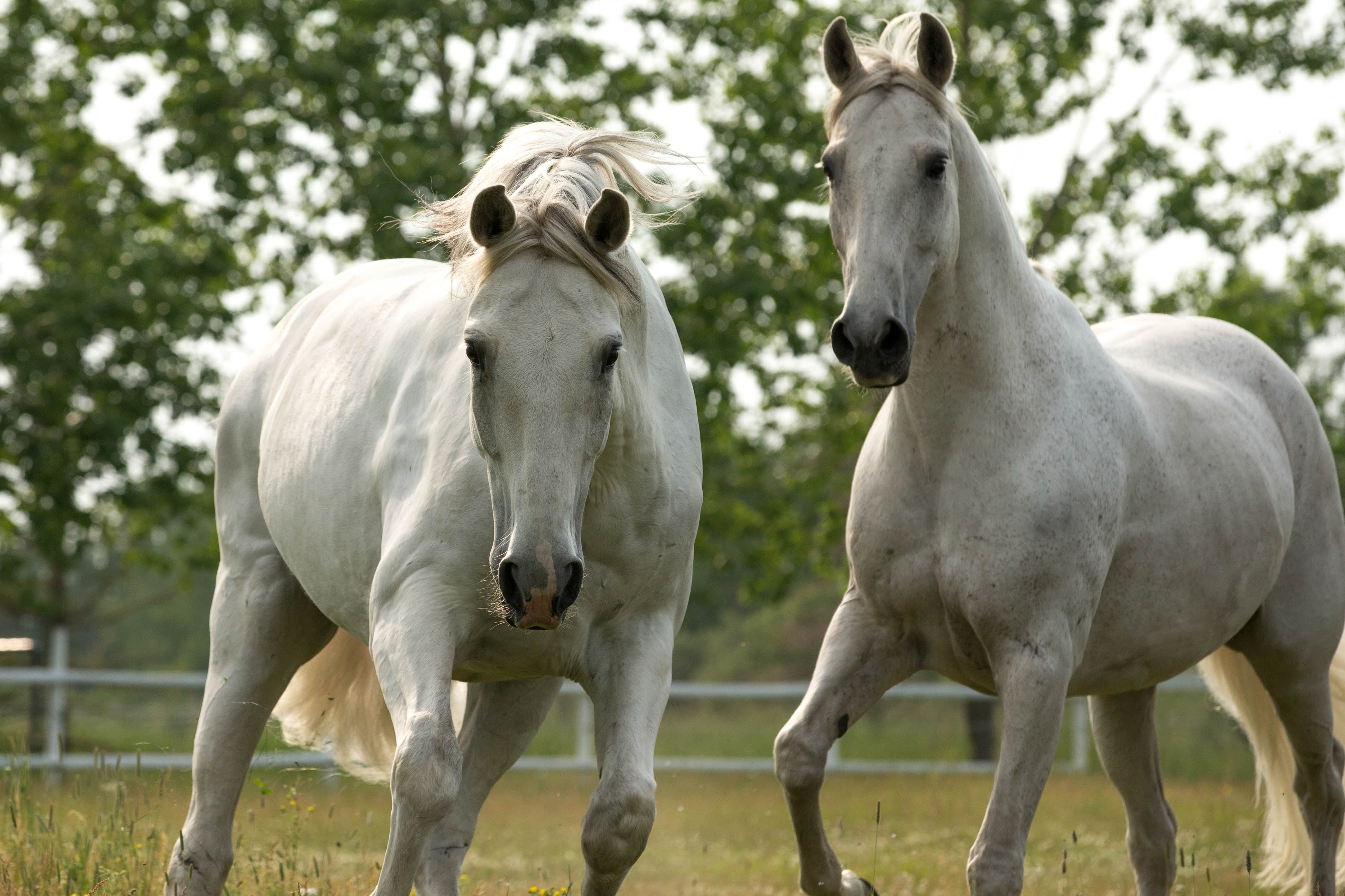 Highland Stable,Andalusian,Classical Dressage, Spanish Horse,Alberta