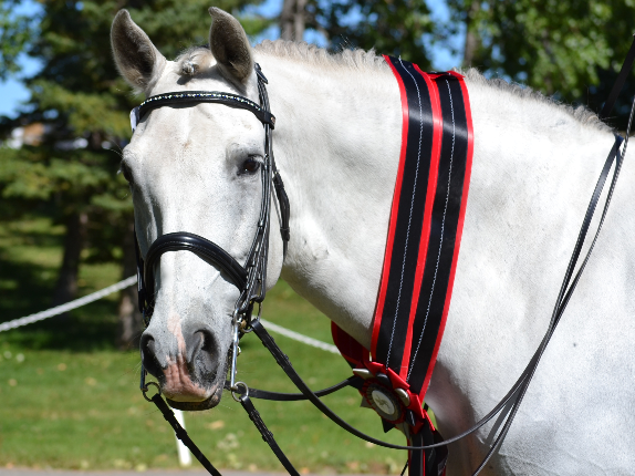 Highland Stable,Andalusian,Classical Dressage, Spanish Horse,Alberta