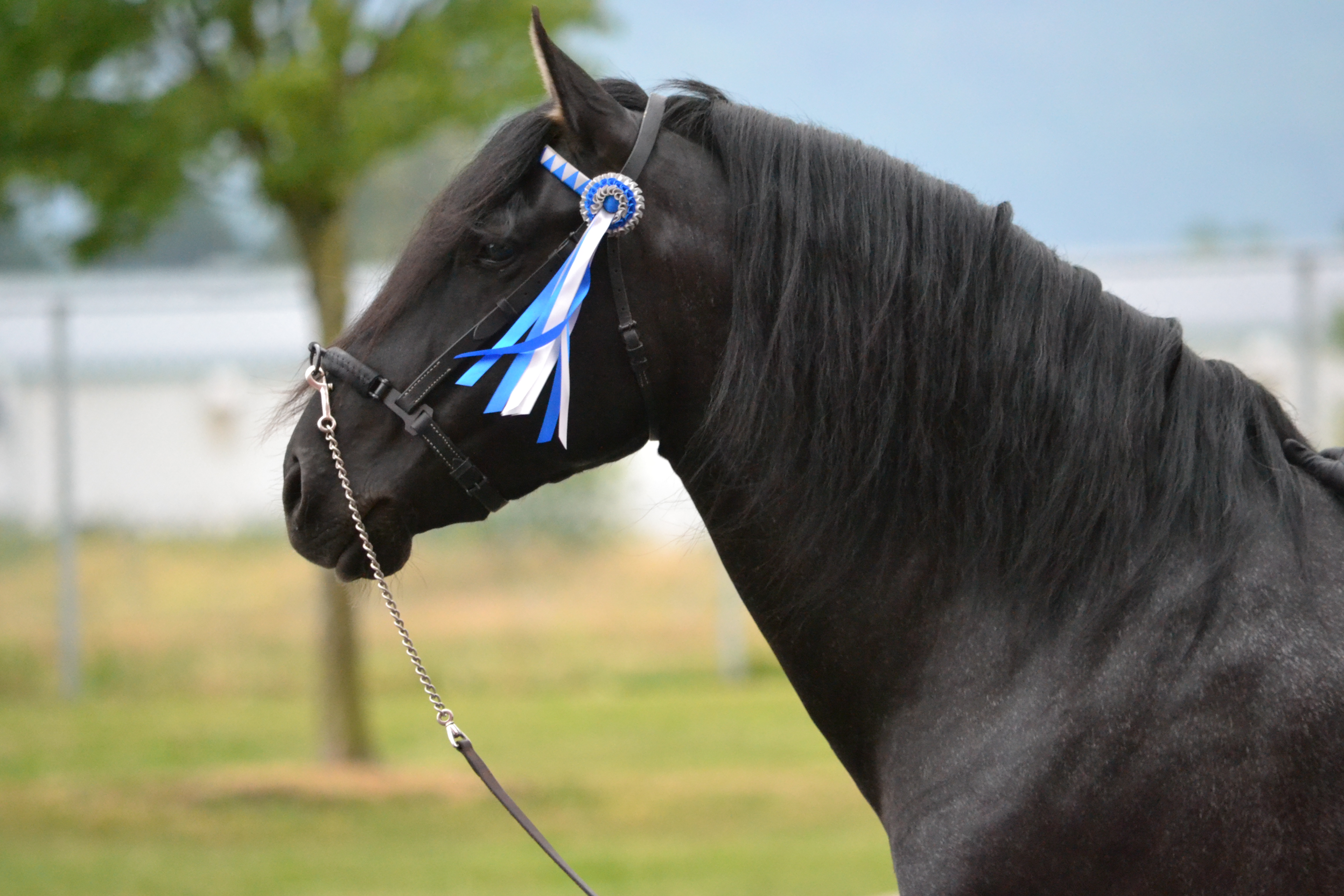 Highland Stable,Andalusian,Classical Dressage, Spanish Horse,Alberta