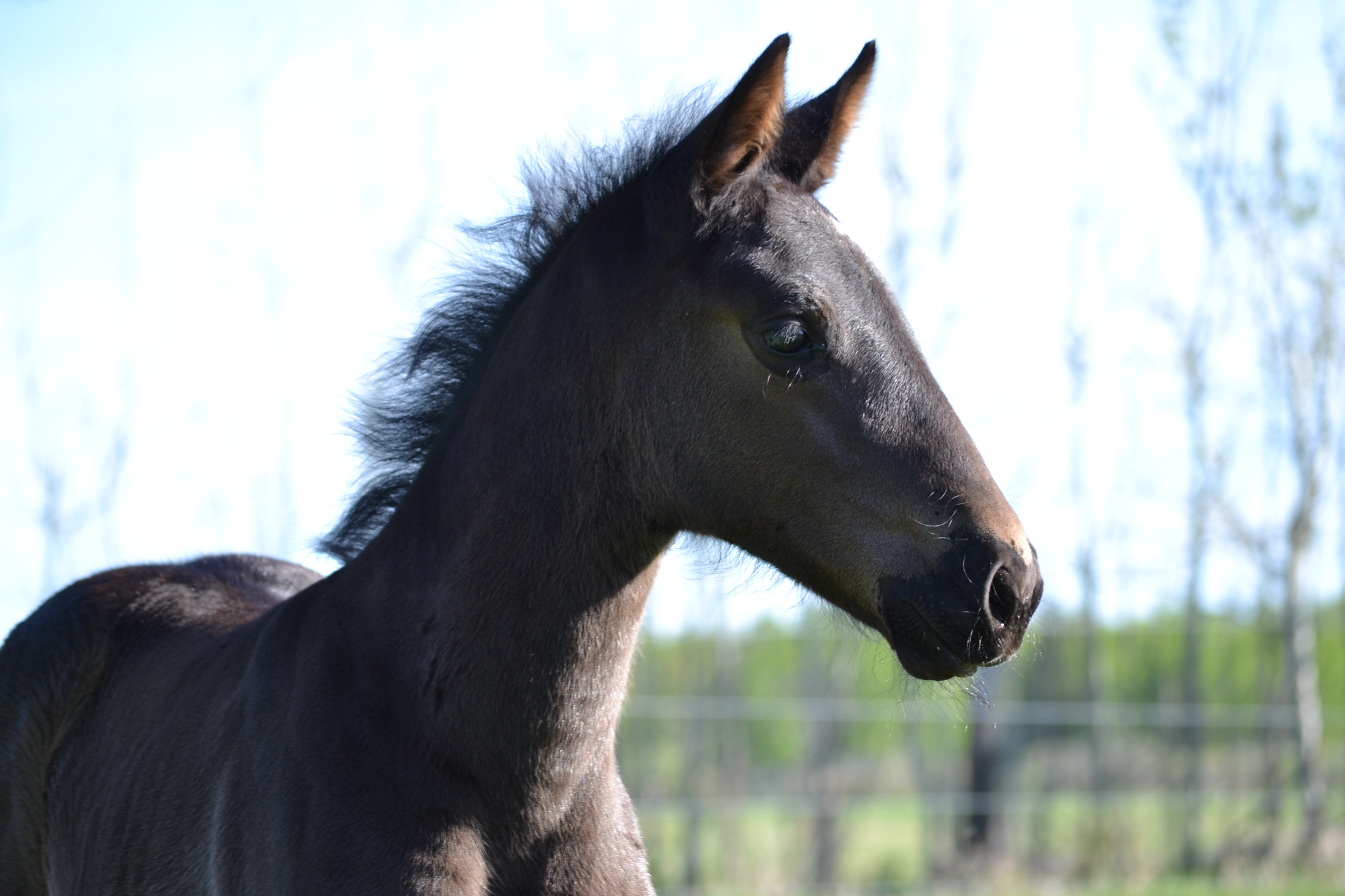 Highland Stable,Andalusian,Classical Dressage, Spanish Horse,Alberta