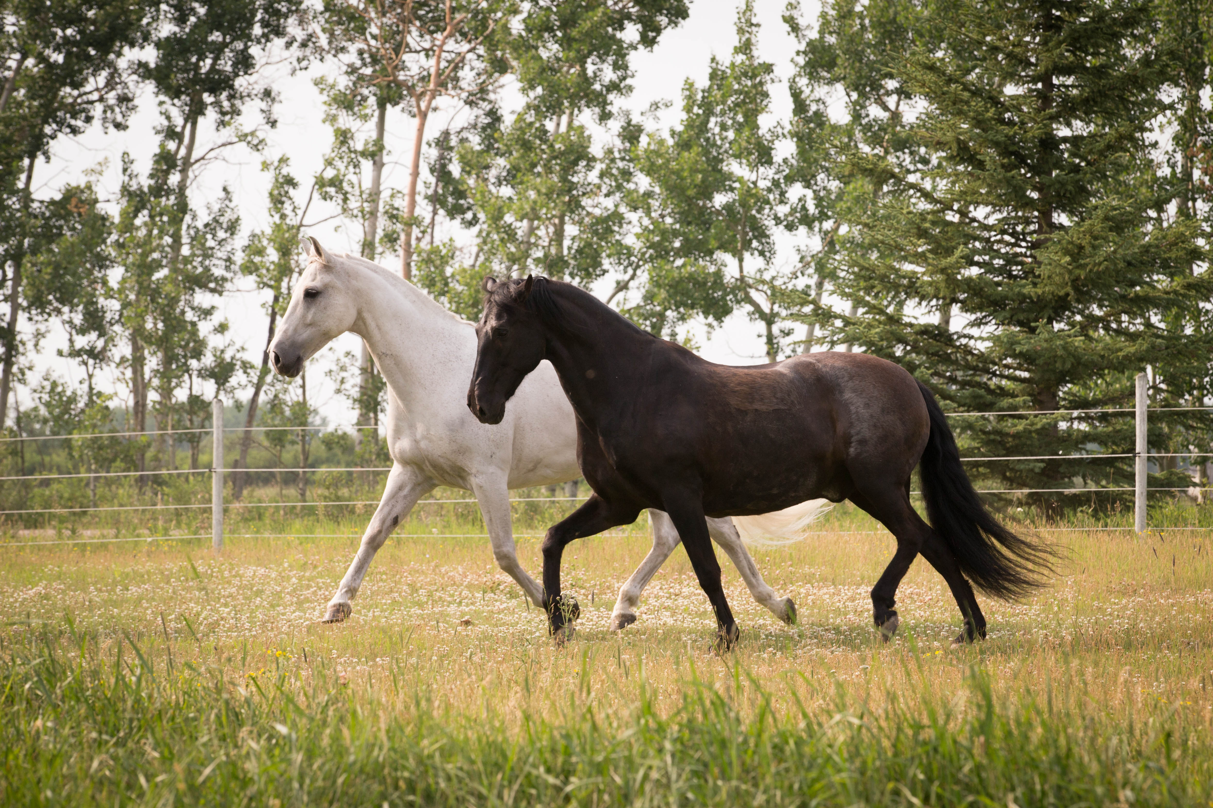 Highland Stable,Andalusian,Classical Dressage, Spanish Horse,Alberta
