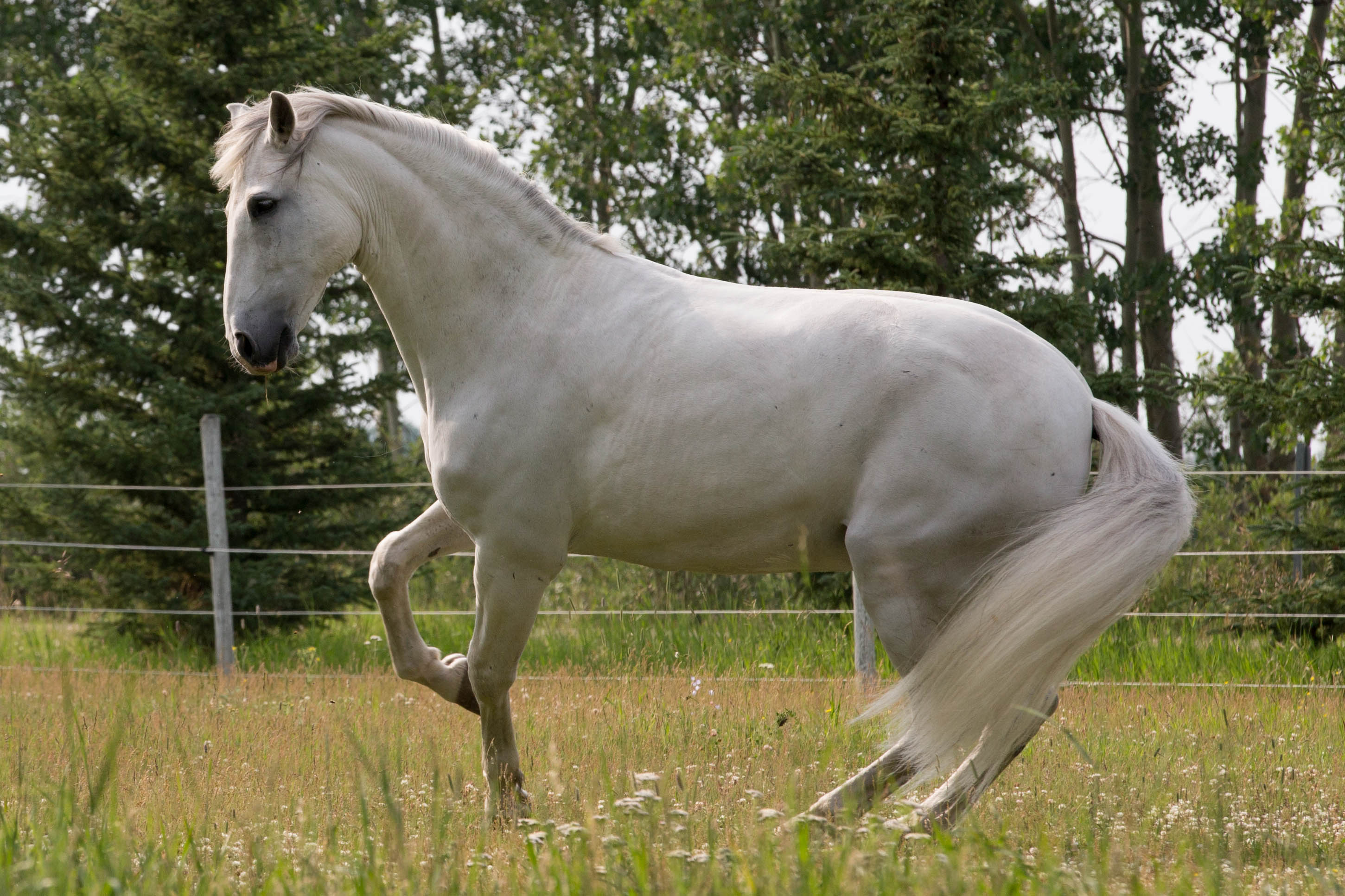Highland Stable,Andalusian,Classical Dressage, Spanish Horse,Alberta