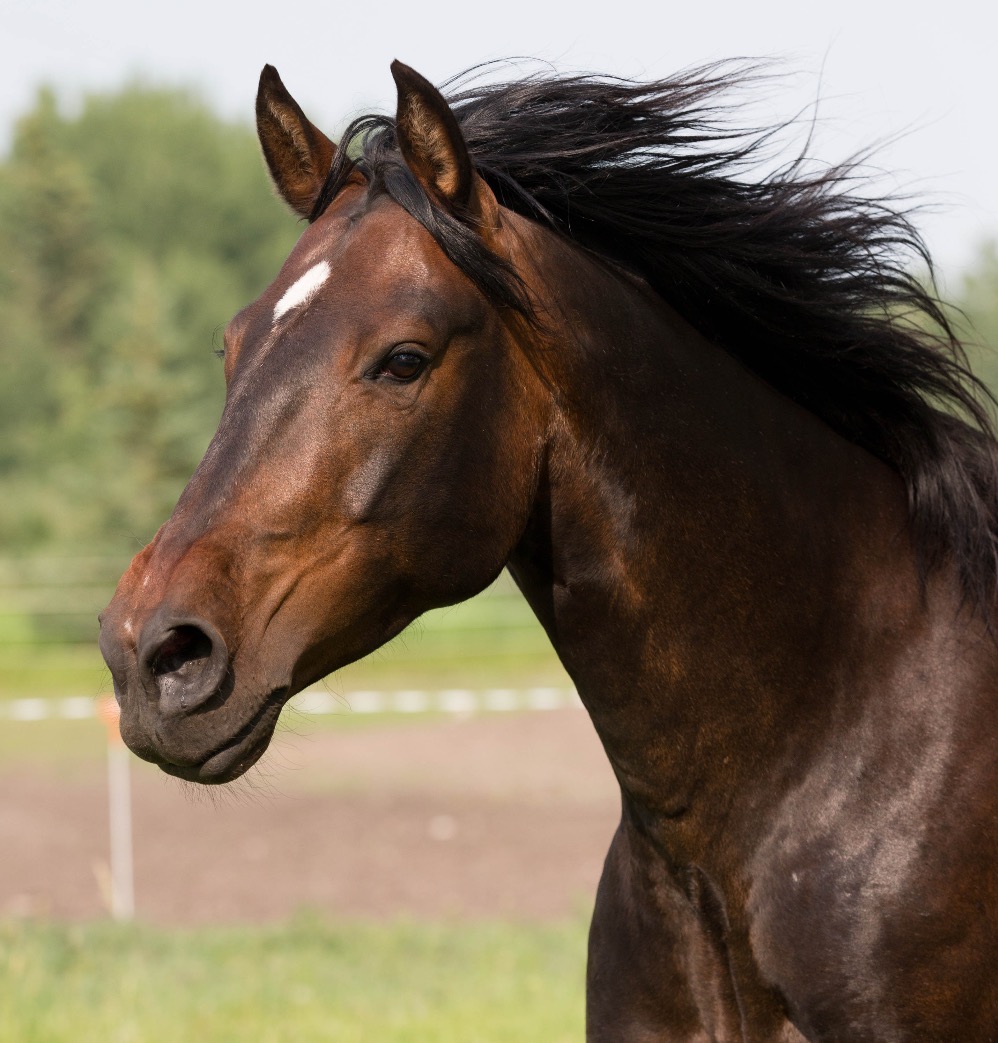 Highland Stable,Andalusian,Classical Dressage, Spanish Horse,Alberta
