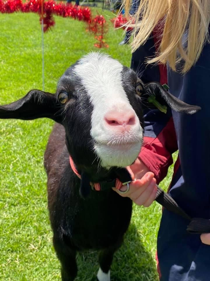 Miniature Goats For Sale | Rosewood Lodge Farm