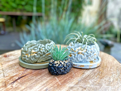 Brain Planters | MakerMissya