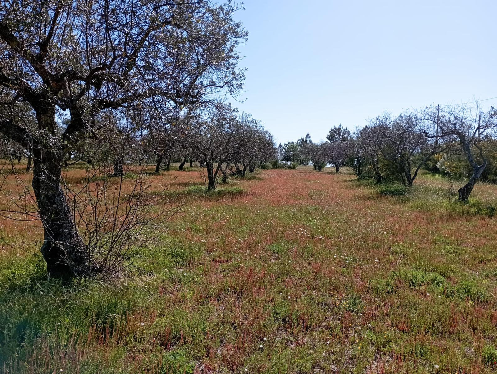 Olive Farm