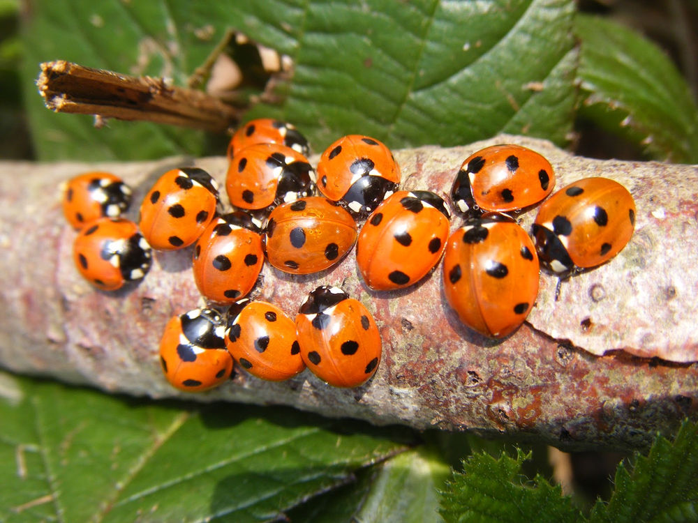 Managing Aphids with Ladybugs