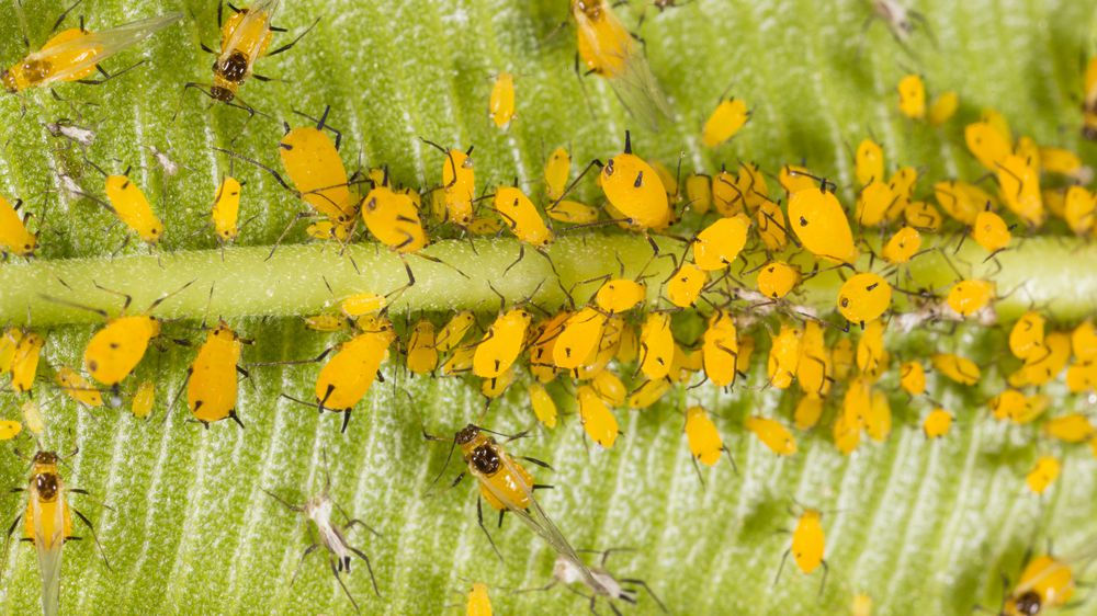 Managing Aphids with Ladybugs