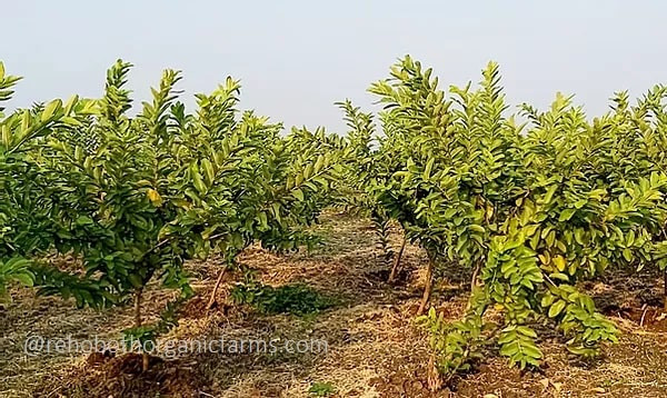 Guava Farming in Tamil Nadu | Rehoboth Organic Farms