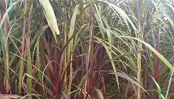 What are the benefits of Red Napier