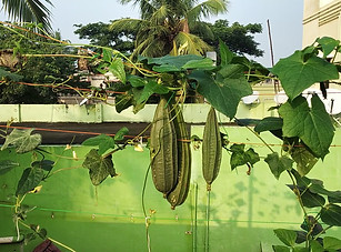 Home Gardening | Rehoboth Organic Farms | Chennai