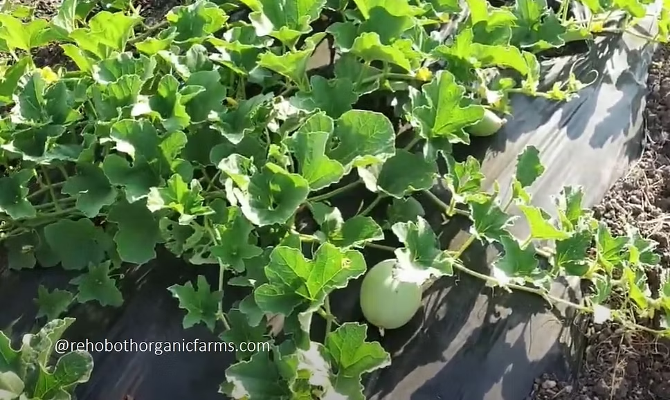 How to grow, care and harvest Muskmelon