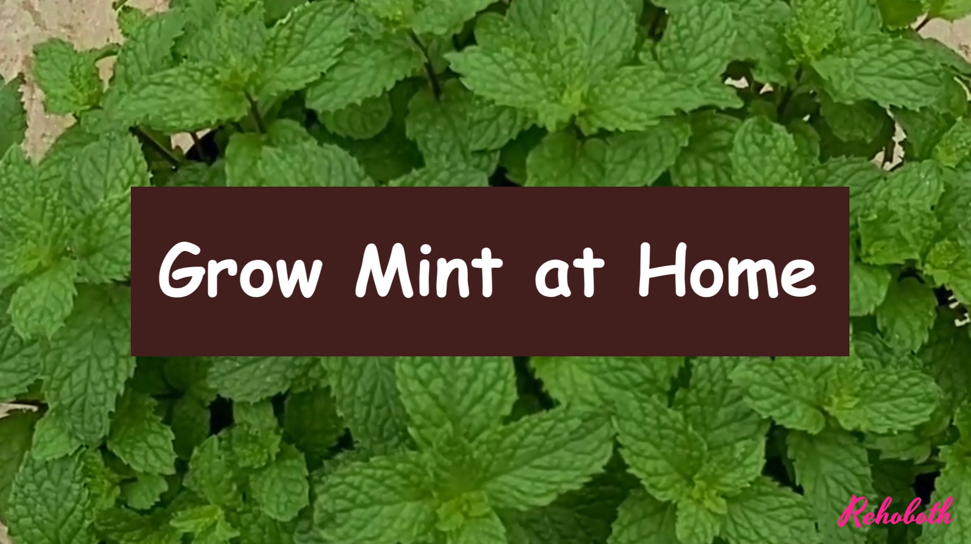 Growing Mint at Home: Tips for Lush Gardens | Rehoboth Organic Farms