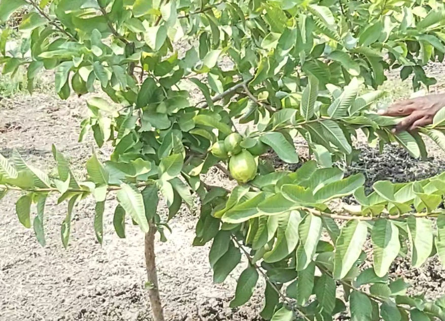 How and when to harvest Guava in the Terrace Garden