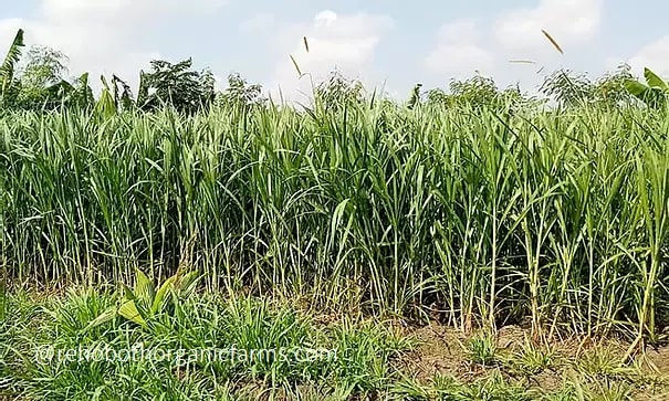 Is Super Napier grass good for cows?