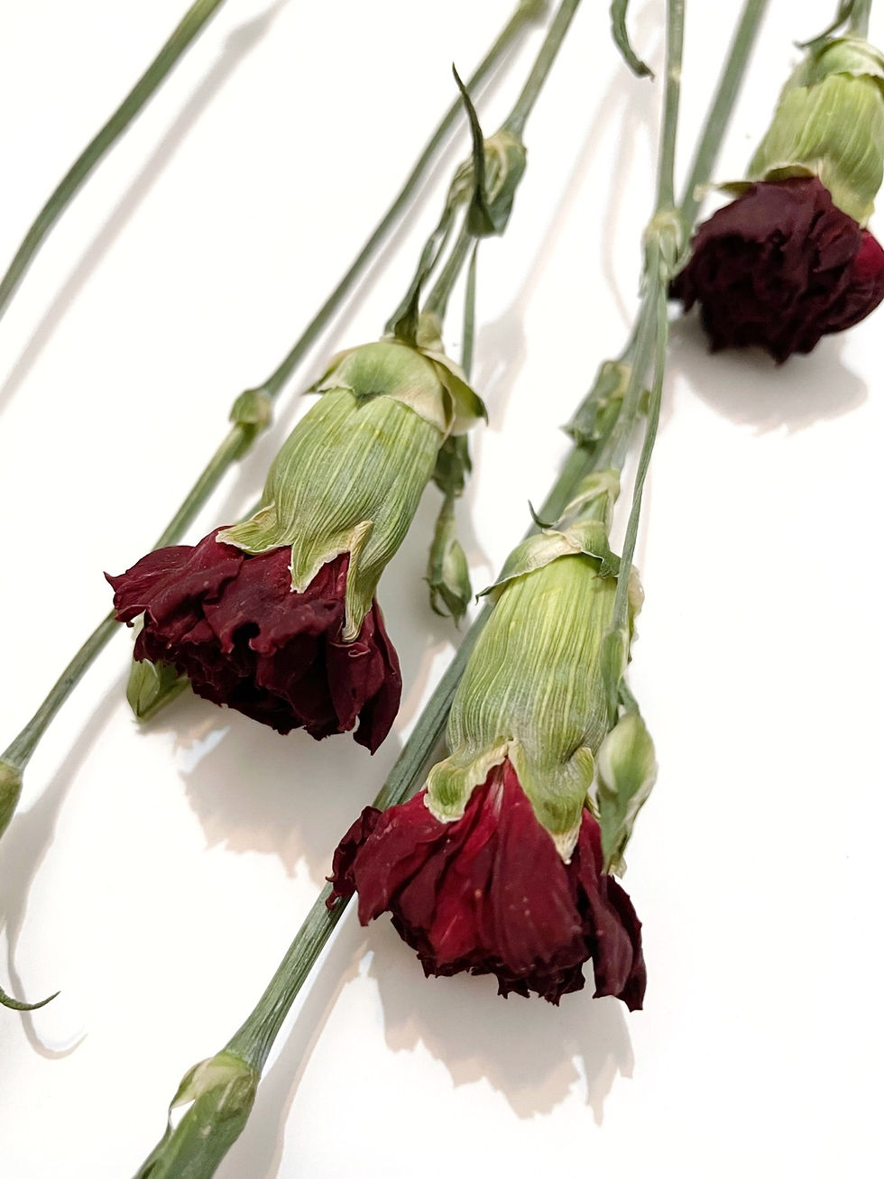 צרורות מיובשים | Kimaya Flowers 2/3