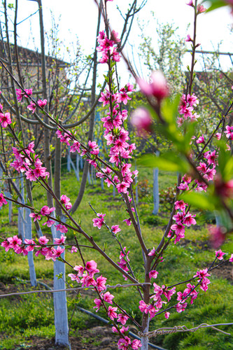 Lovell Peach (Rootstock) | Global Roots