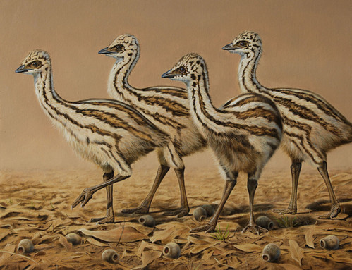 Emu Chicks | Brett Jarrett + BOWG | bayofwhalesgallery.com.au ...