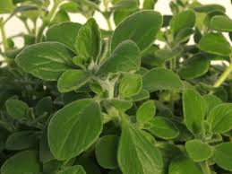 VICKS PLANT (Plectranthus tomentosa) | Subtropica