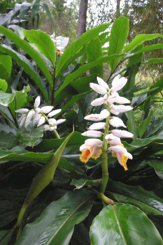 CARDAMOM - False Cardamom (Alpinia nutans) | Subtropica