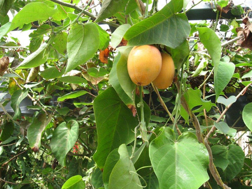 PASSIONFRUIT SWEET GRANADILLA (Passiflora ligularis)) | Subtropica