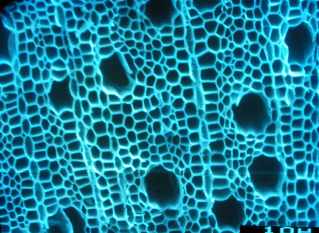 Activated Charcoal FAQ