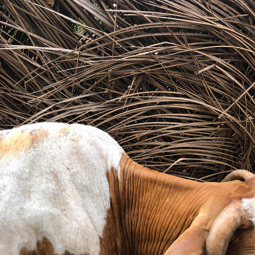 Cow with Coconut Leaves | indrajitkhambe