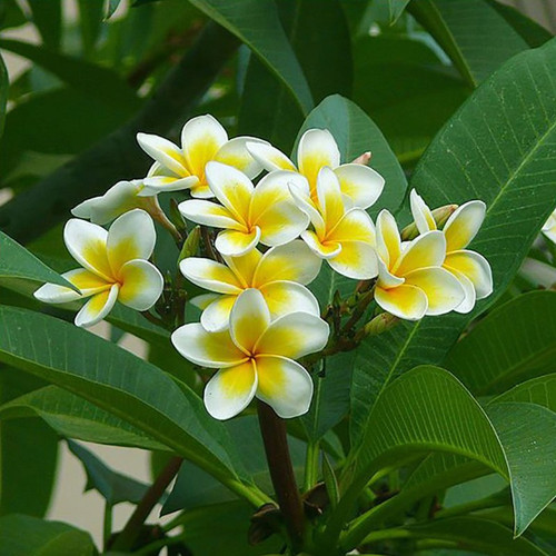 TIARE | MAISON POLONI