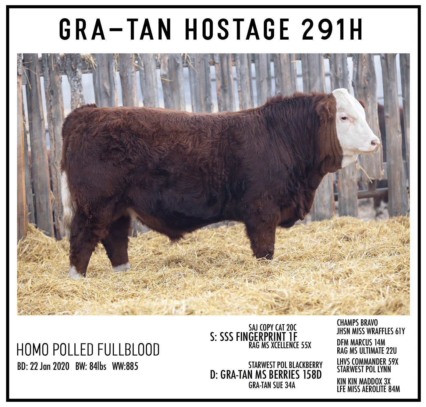 HERDSIRES | brookssimmentals