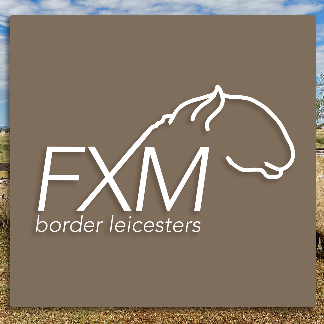 High-Quality Border Leicester Rams - FXM Border Leicesters