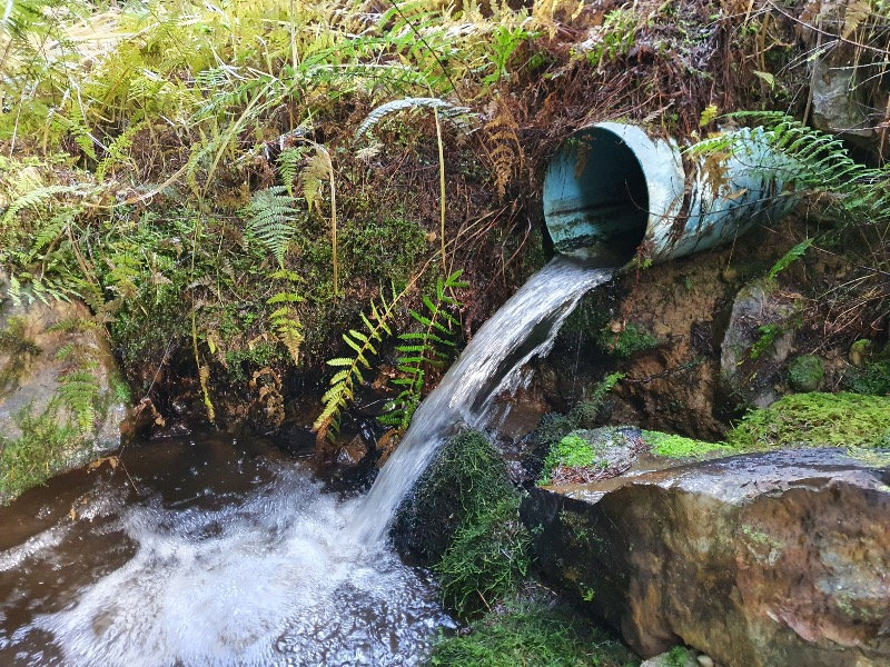 Allowing native fish to travel