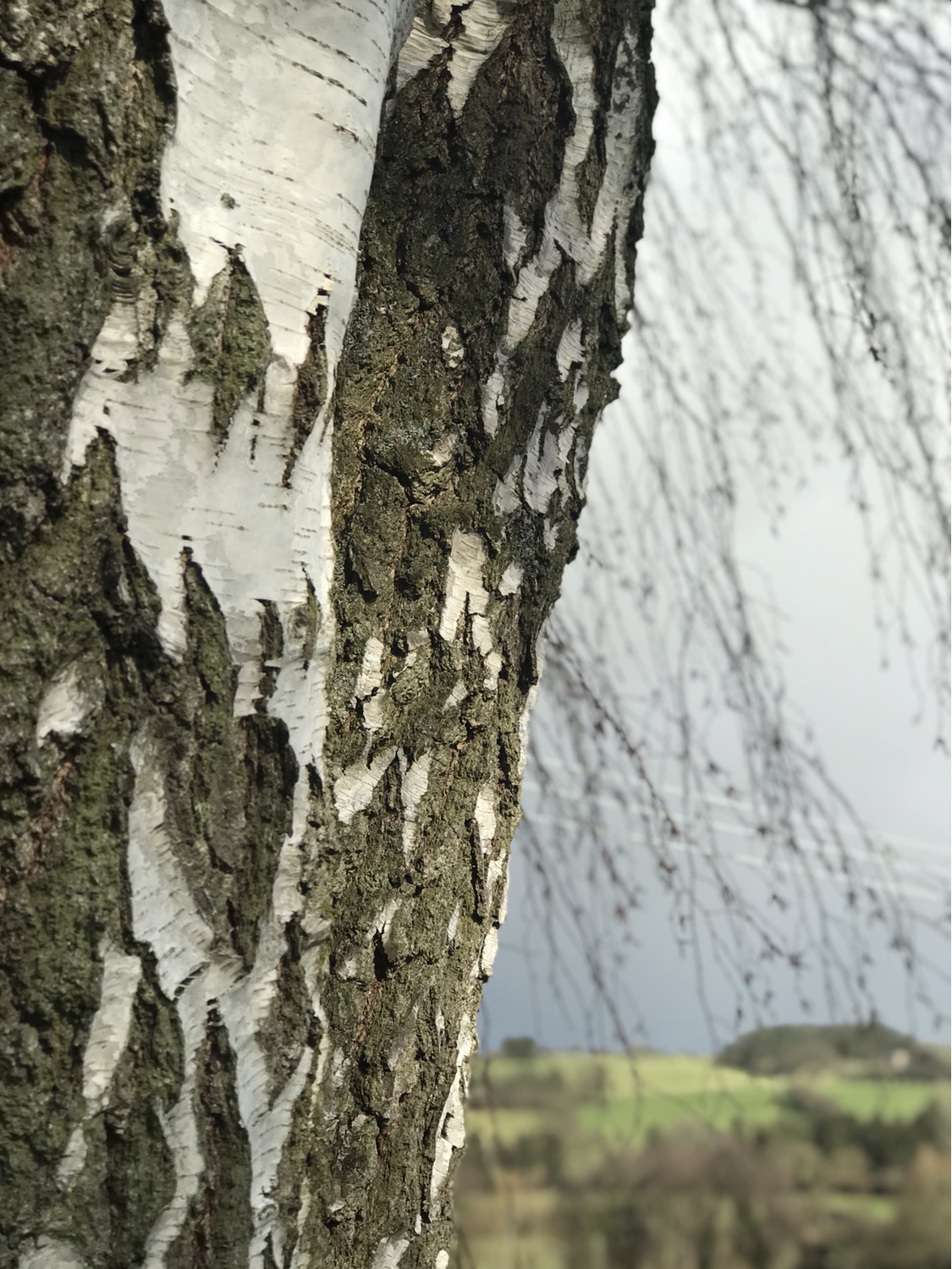 A guide to birch tapping for beginners from Ukrainian childhood.