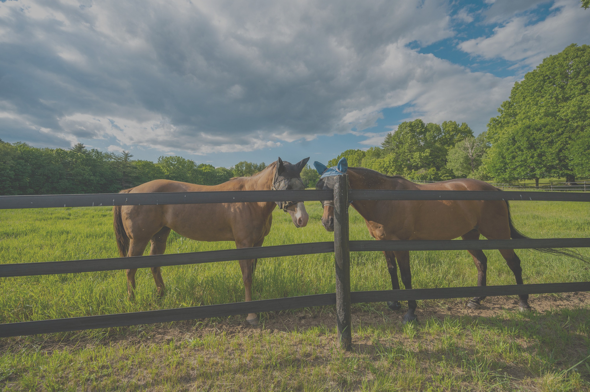 Two Lions Farm | Saratoga County