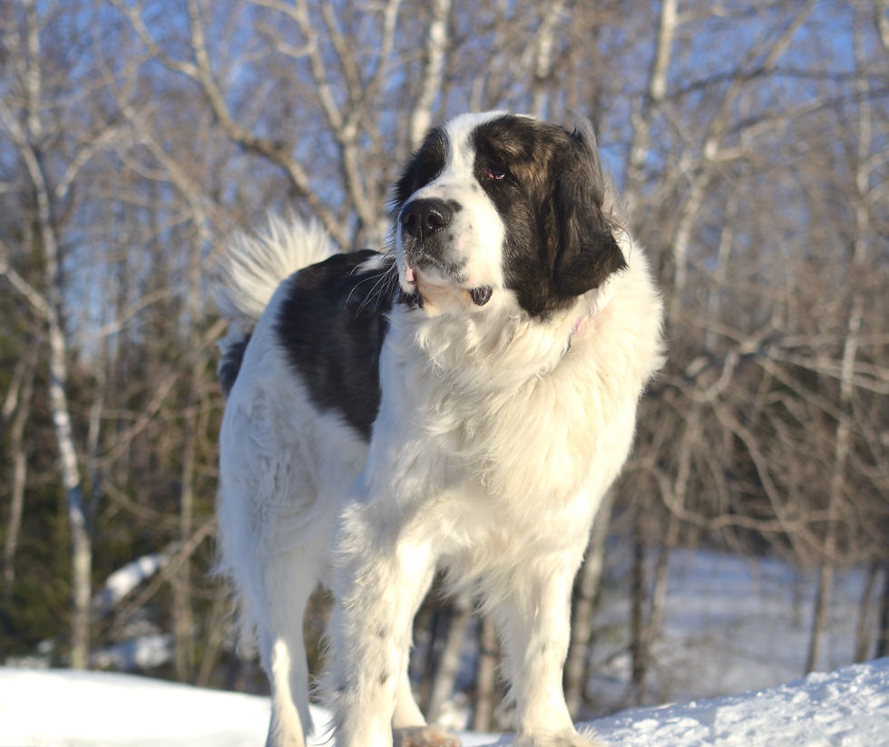 Pyrenean Mastiffs of the Northwoods